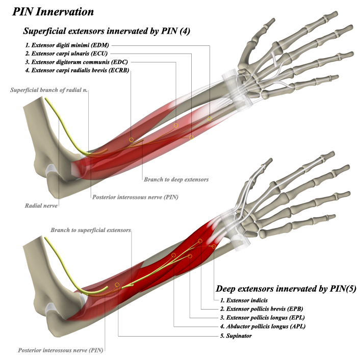 Posterior interosseous nerve - Anatomy - Medbullets Step 1