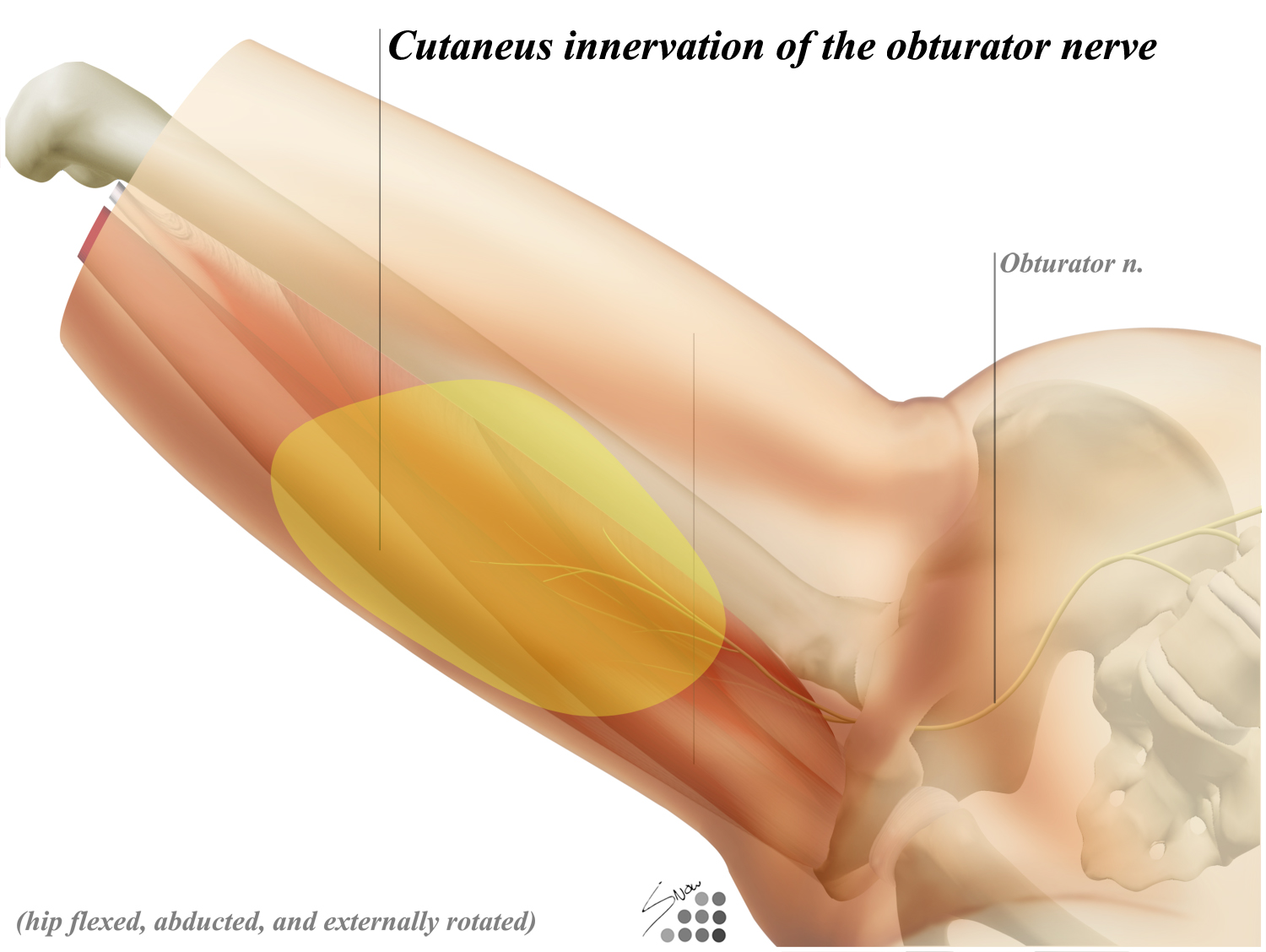Obturator nerve - Anatomy - Orthobullets
