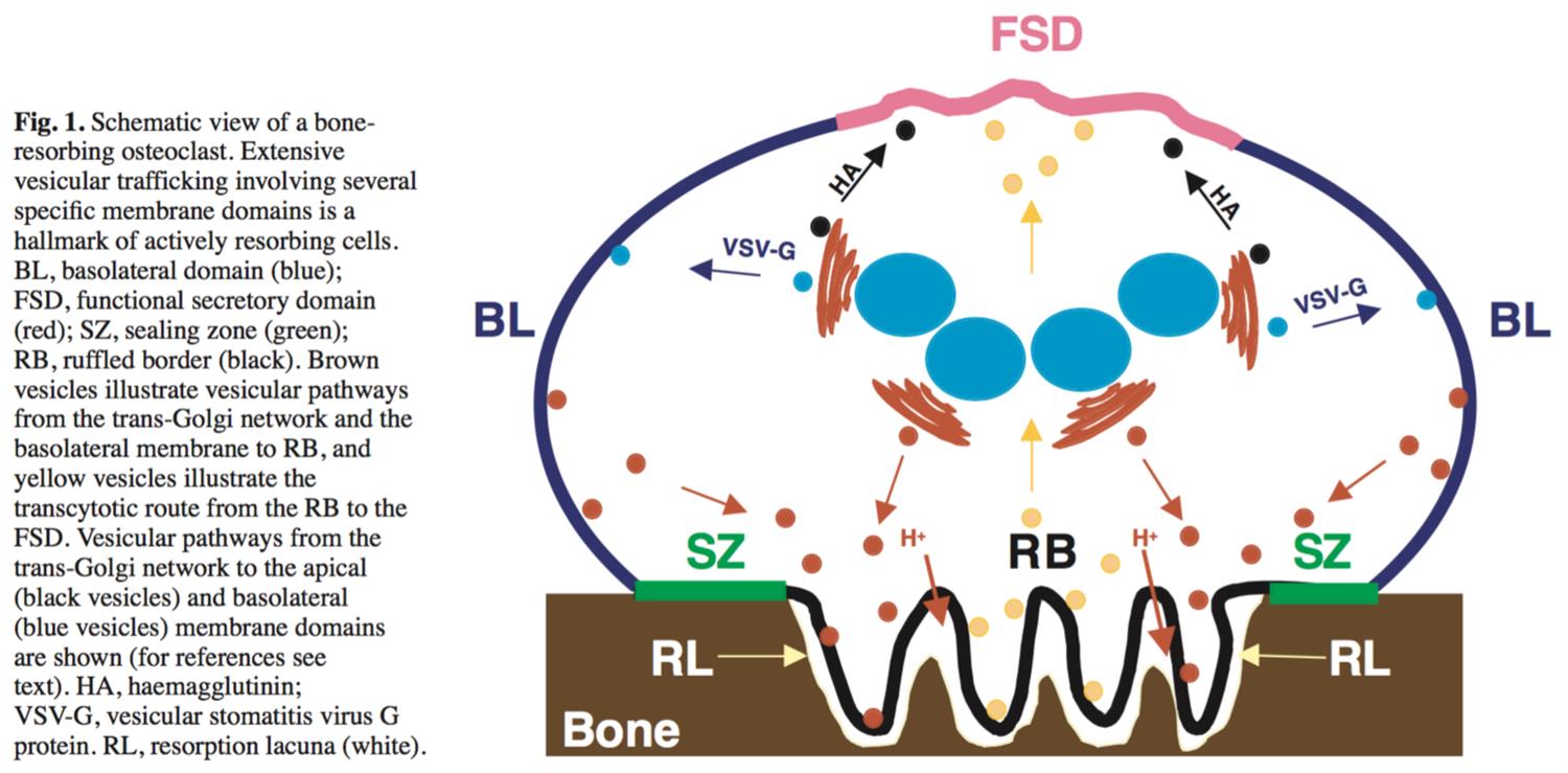 Bone Cells - Basic Science - Orthobullets